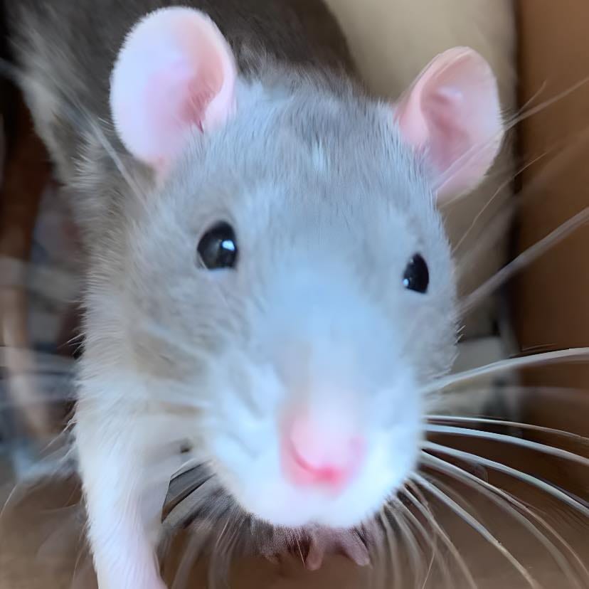 NL Rattery - Rat Breeder - South Bend, Indiana