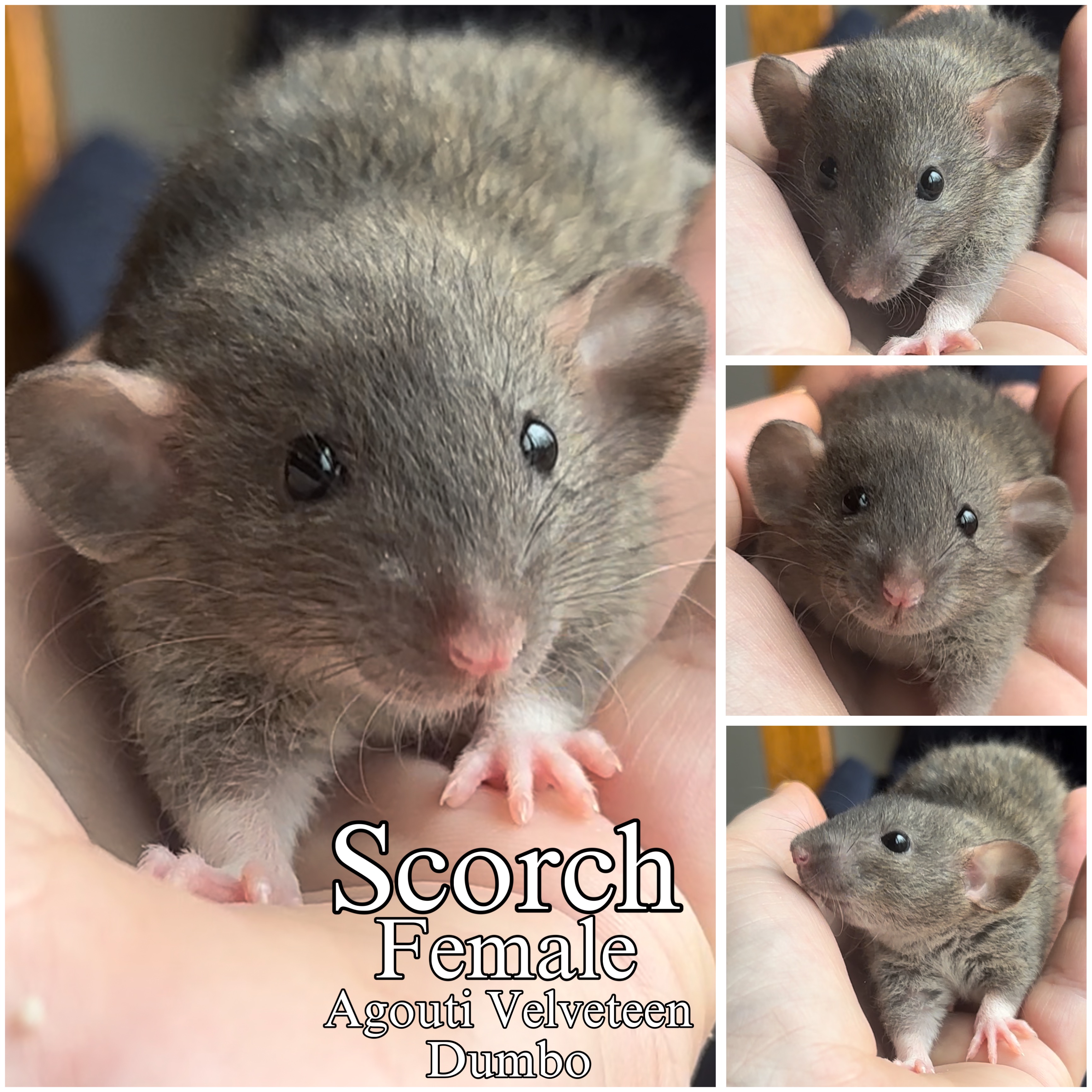 Meet Our Bonfire Litter- Sparks Will Fly! - NL Rattery