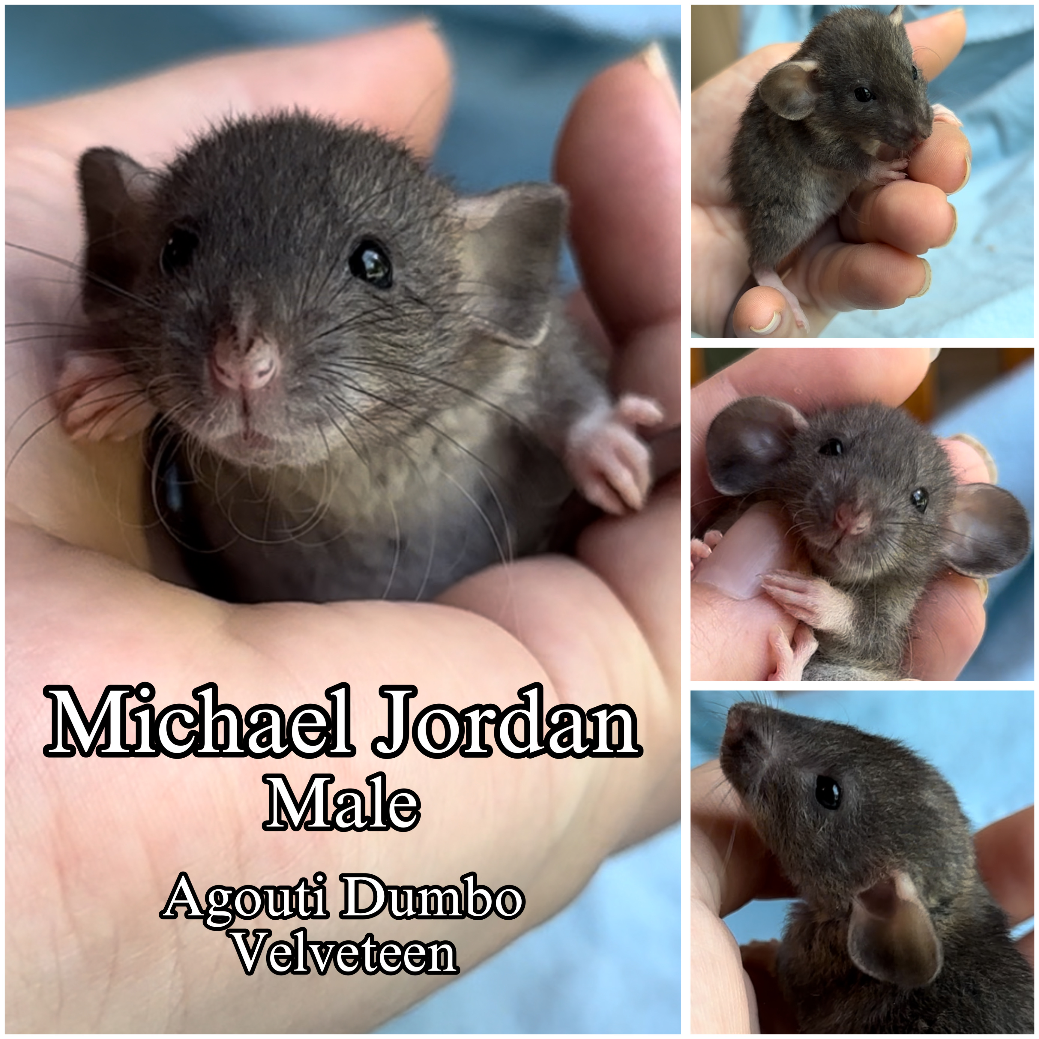 90's Nostalgia Litters: These Babies Are All That! - NL Rattery