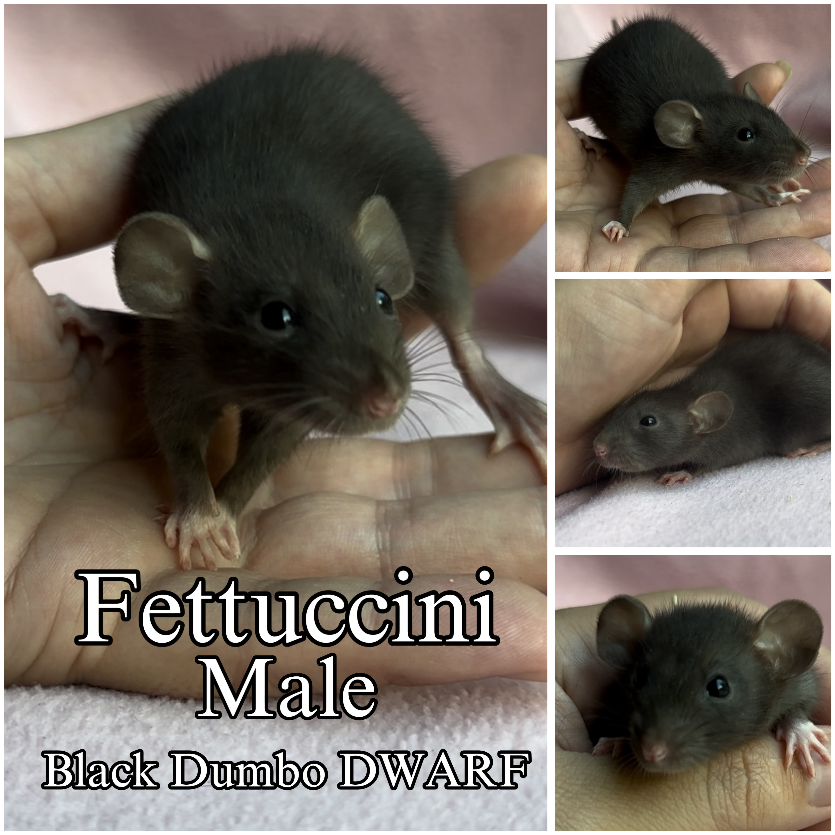 Indulge In Our Pasta Litter! - NL Rattery