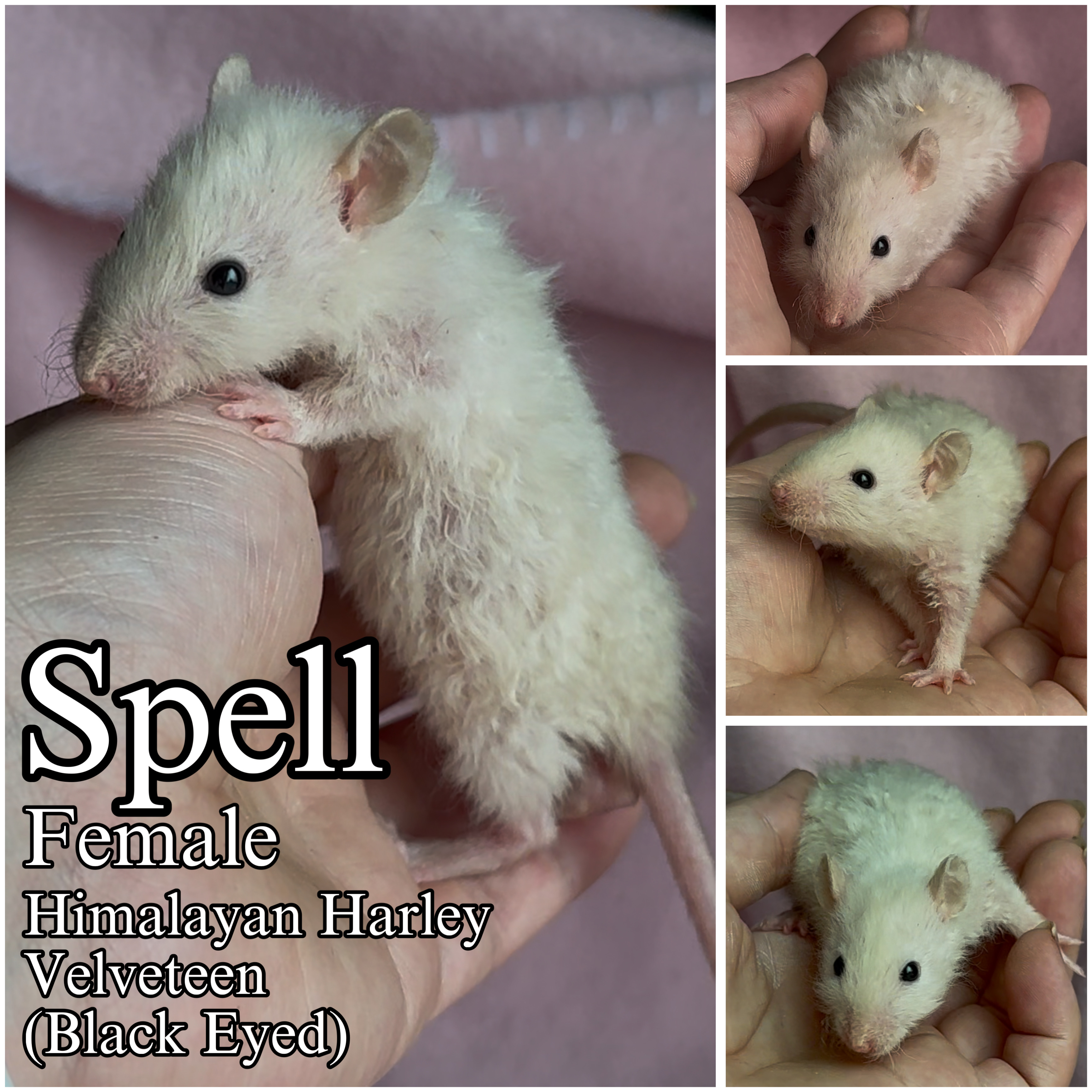 Meet Our 'Welcome To Oz' Litters! - NL Rattery